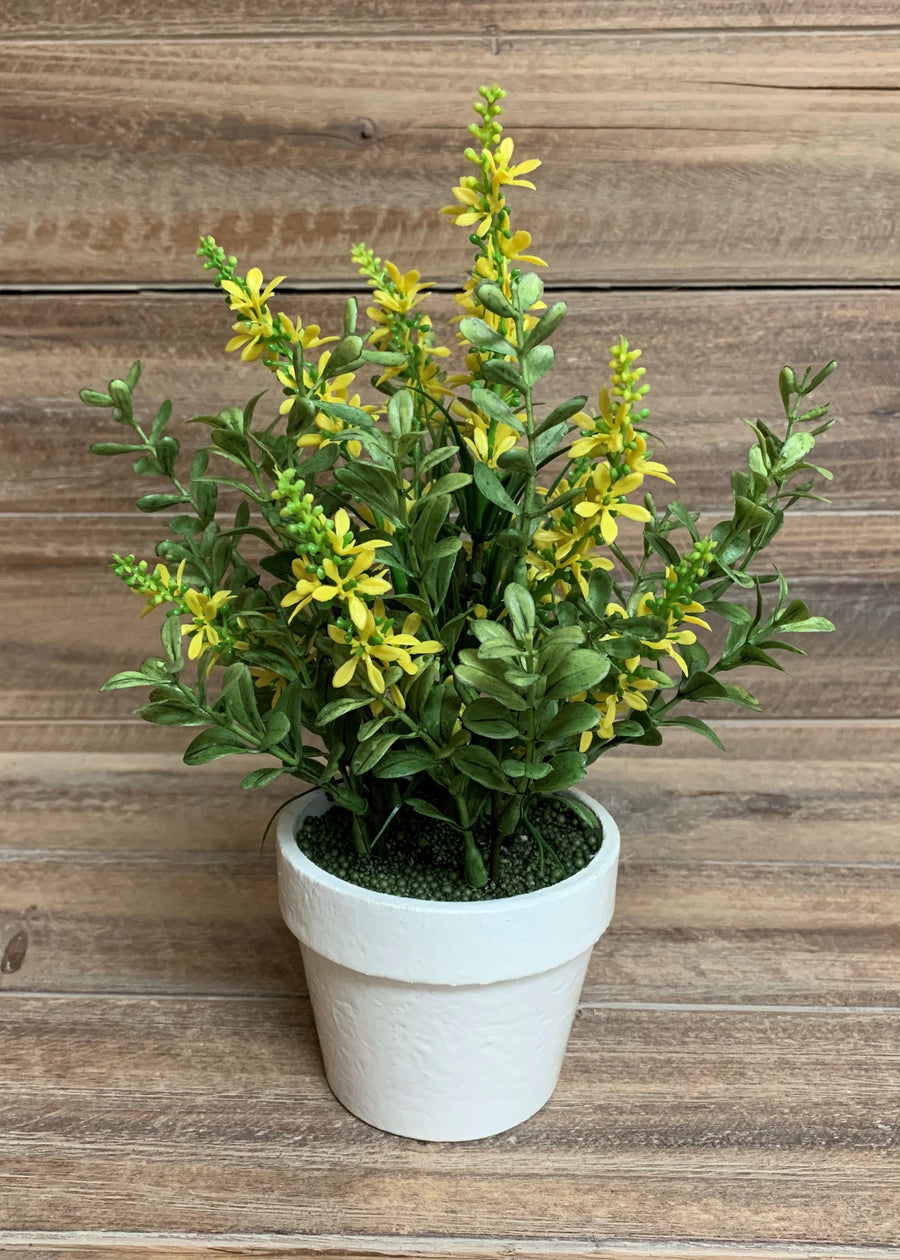 ITEM 11368 Y - 9" YELLOW SWEET VERONICA BUSH POTTED · Tri W Imports